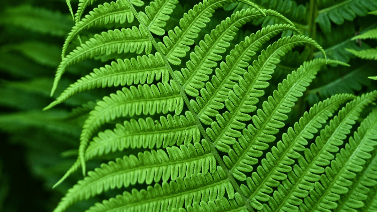 Endorsements – Vote Kelly Semrad for Orange County District 5 Commissioner